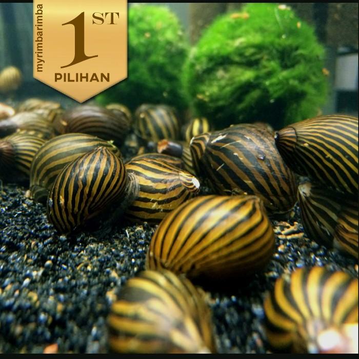 Jual Paket Koloni (isi 10 ekor) Keong Turbo Paduan Ikan Hias Hiasan ...