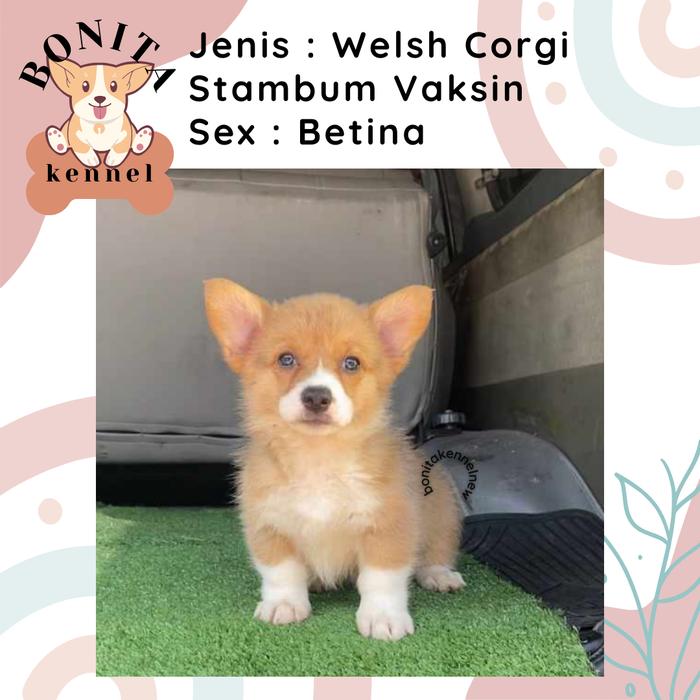 Jual Anjing Welsh Corgi Stambum Anakan Anjing Corgi Sable Jantan Betina ...
