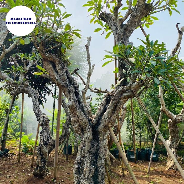 Jual pohon kamboja fosil besar - kamboja fosil batang besar - Kota Depok - sahabat tanie | Tokopedia