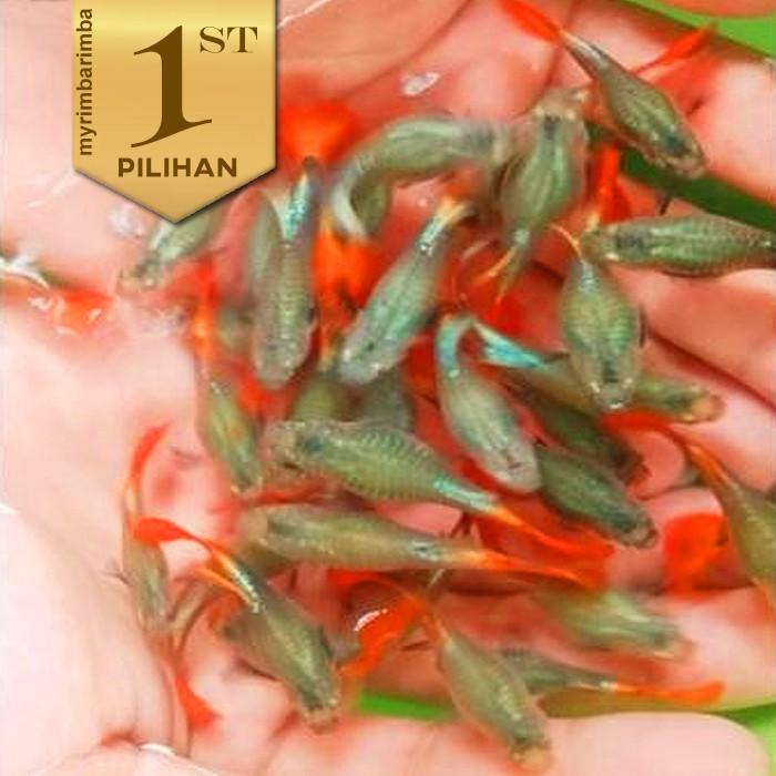 Jual Paket Koloni (isi 10) Guppy PRTDE Betina Dumbo Ear Ikan Hias Hiasan Aquarium Aquascape ...