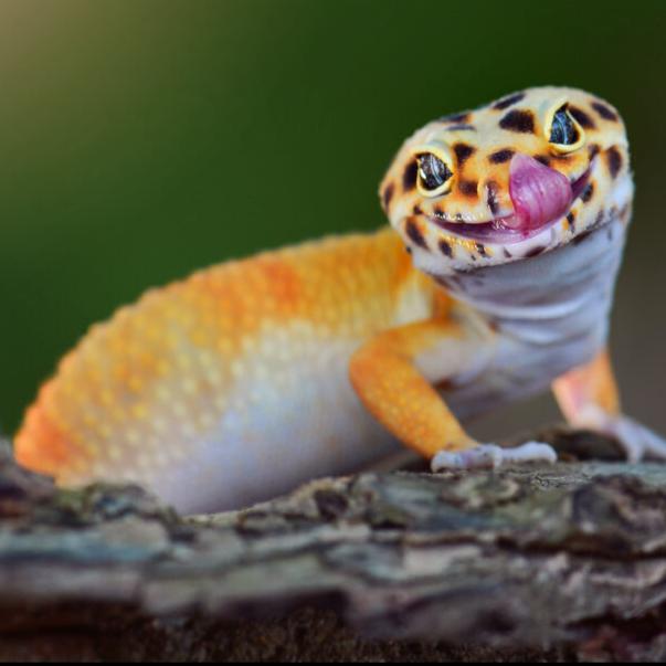 Jual Leopard Gecko - Eublepharis macularius | Geko Tokek Lucu Imut ...
