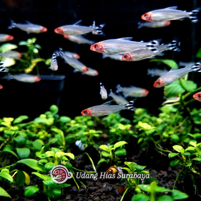 Jual Red Nose Tetra / Ikan Hias Aquascape - Kota Surabaya - Udang Hias ...