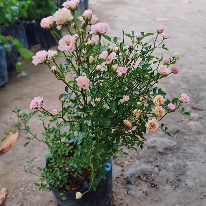 Jual Bibit Tanaman Hias Bunga Mawar Baby Rose - Kab. Kediri - IND ...