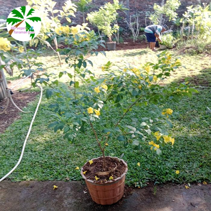 Jual tanaman hias tekomaria bunga kuning 1 m - Kota Depok - alif segar ...