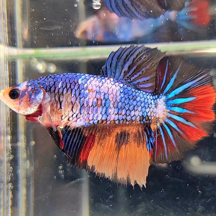 Buy Fancy deals Marble Rosetail