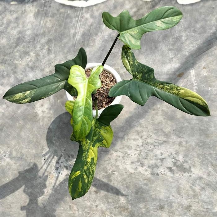 Jual philodendron violin variegata mature form 6 daun - gp2 - Jakarta ...
