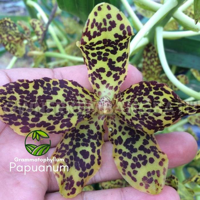 Jual Anggrek Gramma PAPUANUM Kondisi Remaja Grammatophyllum Anggrek Tebu Anggrek Macan - Kota ...