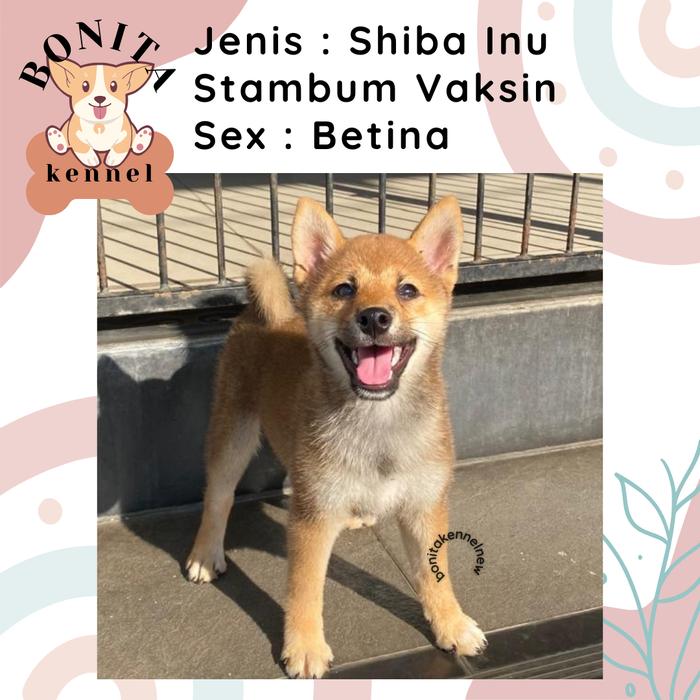 Jual Shiba Inu Stambum Jantan Betina Anak Anjing Shiba Jepang - Kota ...