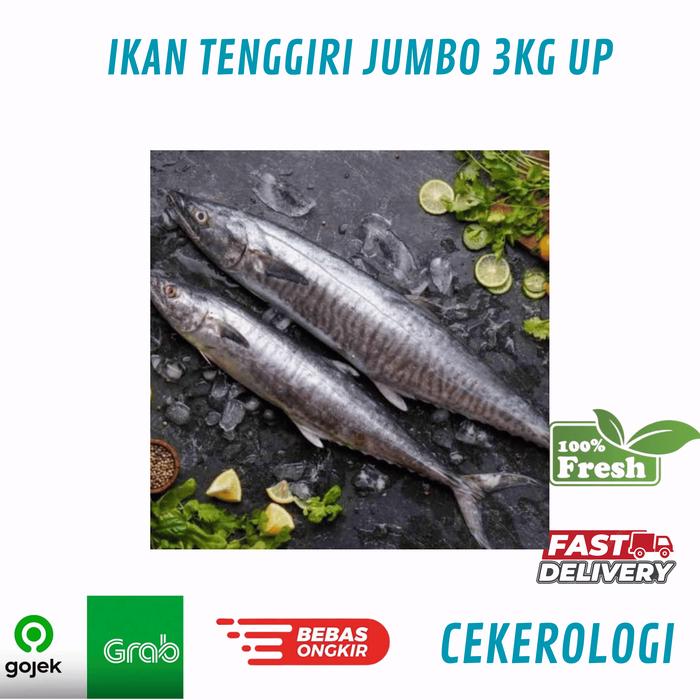 Jual Ikan Tenggiri Jumbo 3kg / Ikan Tenggiri Jumbo 3kg up / Ikan Tenggiri Besar / Ikan Tenggiri ...