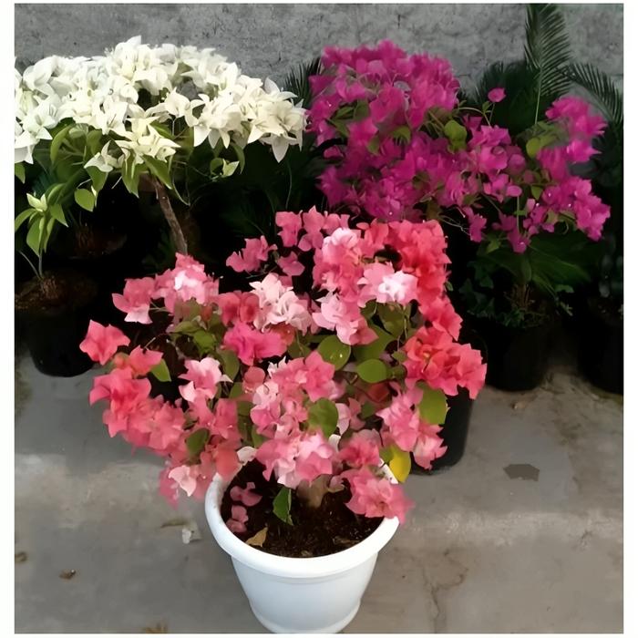 Jual TANAMAN HIAS BUGENVIL BUNGA KERTAS 5-6 WARNA//BOUGENVILLE BUNGA ...