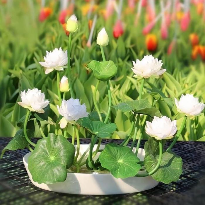 Jual ISI 5 BIJI BIBIT BENIH BUNGA LOTUS MINI MUDAH TUMBUH / BENIH LOTUS ...