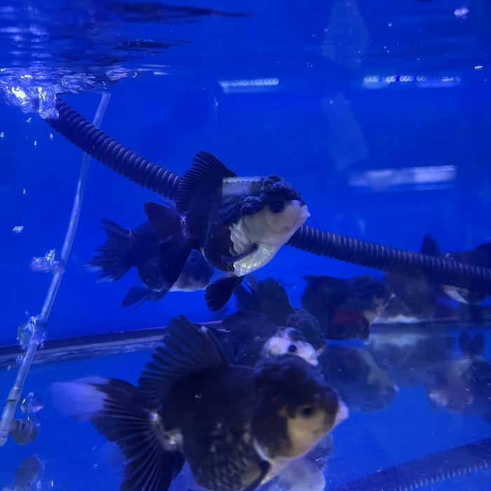 Jual Koki Panda Ikan Hias Aquarium Kolam Aquascape - Kota Medan - Kei ...