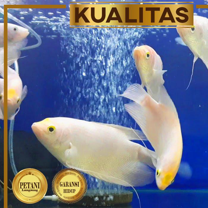 Jual Gurame Padang Ikan Hias Kolam Hiasan Aquarium Aquascape Tanaman ...
