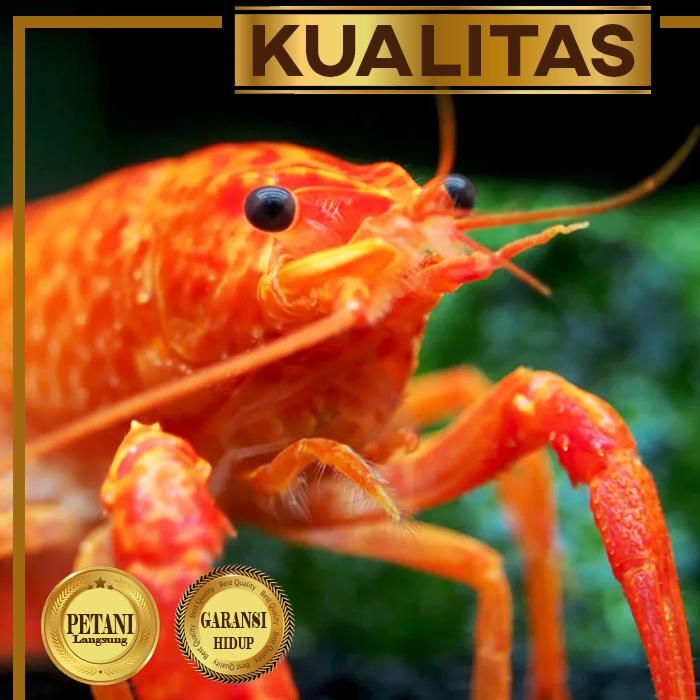 Jual Lobster Merah / Crayfish Hiasan Aquarium Tanaman Aquascape ...