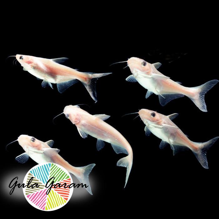 Jual Ikan Hias Patin Albino Hiasan Kolam / Aquarium Tanaman Hias ...