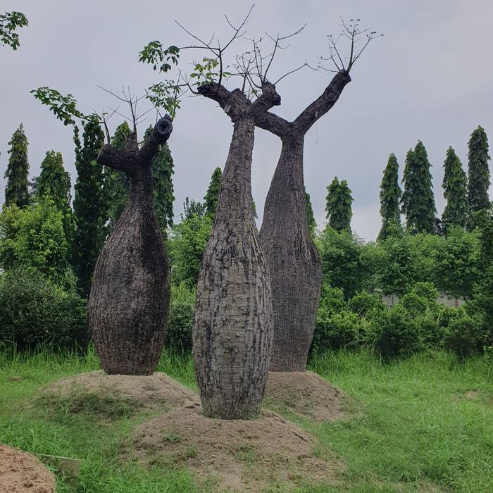 Jual Pohon Bottle Tree Australia Berbagai Karakter Bentuk Unik Ready ...