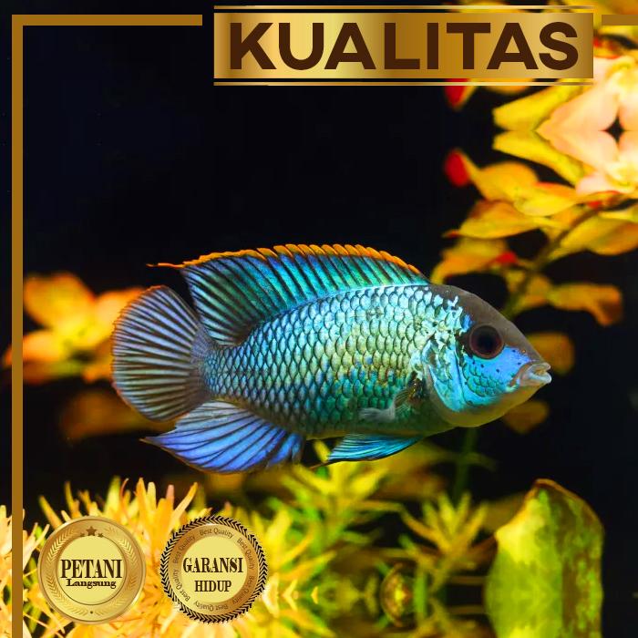 Jual Cichlid Blue Acara Ikan Hias Aquascape Hiasan Aquarium Tanaman Air ...