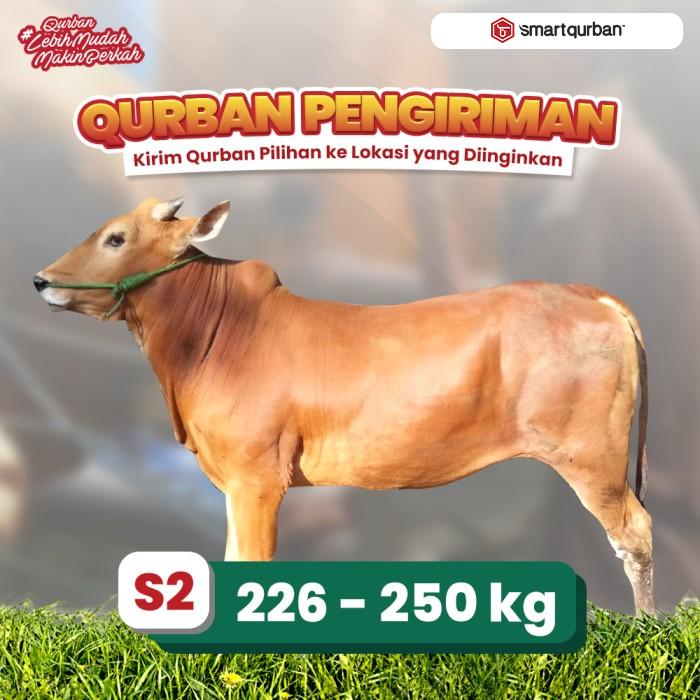 Jual Qurban Sapi Ternaknesia S2 - Kota Surabaya - smartqurbanid | Tokopedia