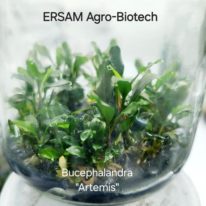Jual Tanaman hias aquascape | Kultur in vitro Bucephalandra "Artemis ...
