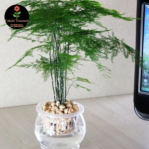 Jual Tanaman hias bunga pakis suplir runcing asparagus setaceus - Kab ...