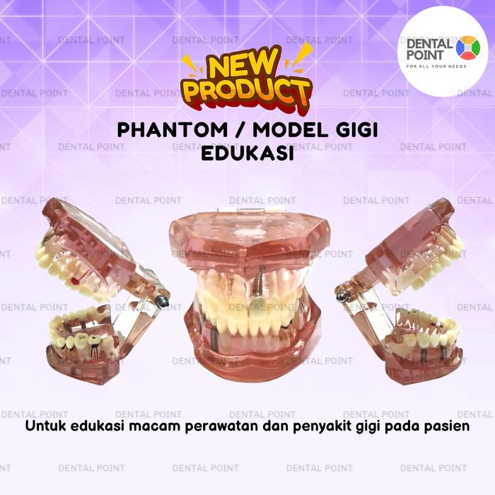 Jual Dental Study Model Gigi Edukasi/Patung Gigi Transparan/Phantom ...