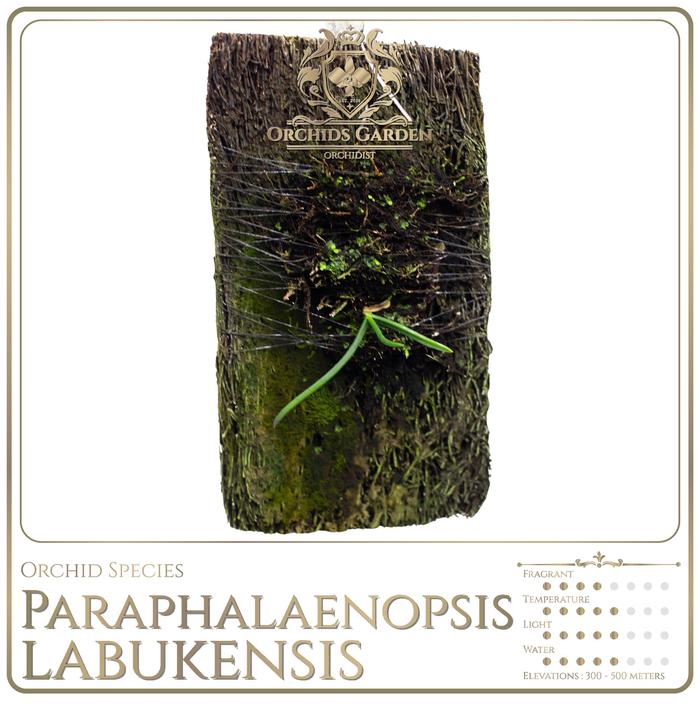 Jual ORCHIDSGARDEN Paraphalaenopsis labukensis Anggrek KOLEKTOR ...