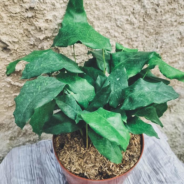 Jual TANAMAN HIAS CALATHEA BELLA NETWORK - Kab. Bogor - Butik Tanaman ...