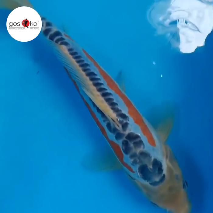 Jual Ikan Koi Import Shusui Susui Japan Serti Yamaju HQ M25cm - Kota ...