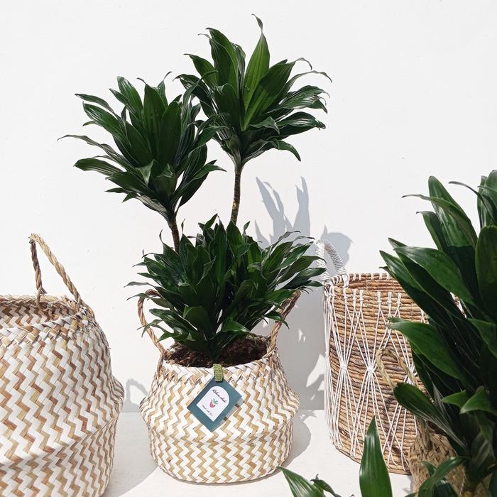 Jual Dracaena Janet Craig with pot purun Tanaman indoor Tanaman Rumah ...