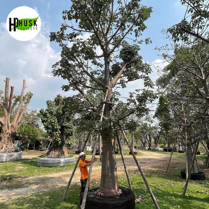 Jual Pohon kaki gajah / Baobab tree / tersedia dalam berbagai bentuk ...