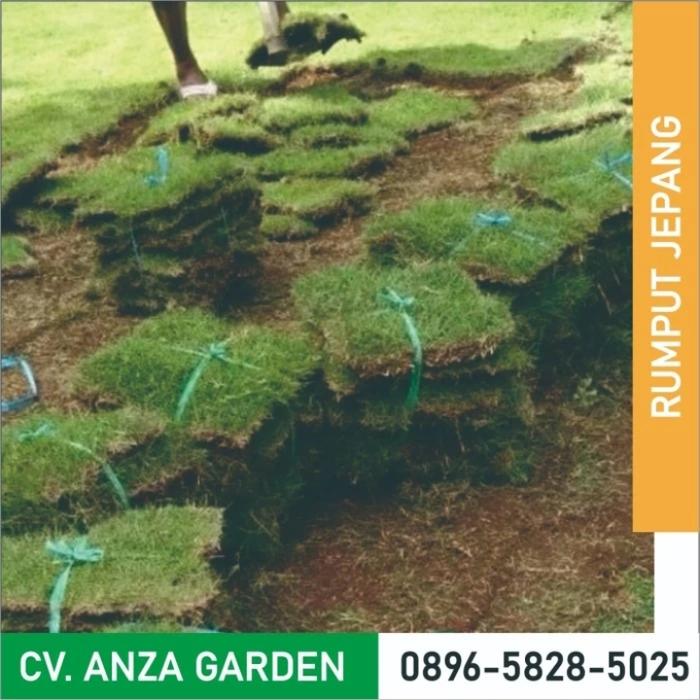 Jual Rumput Jepang | Rumput Peking | Rumput Taman | Minimal order 100 ...