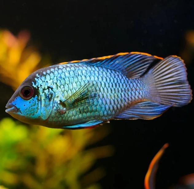 Jual Ikan Blue Acara Cichild / Blue Akara Cichild Cichlid Cichla Siklid ...