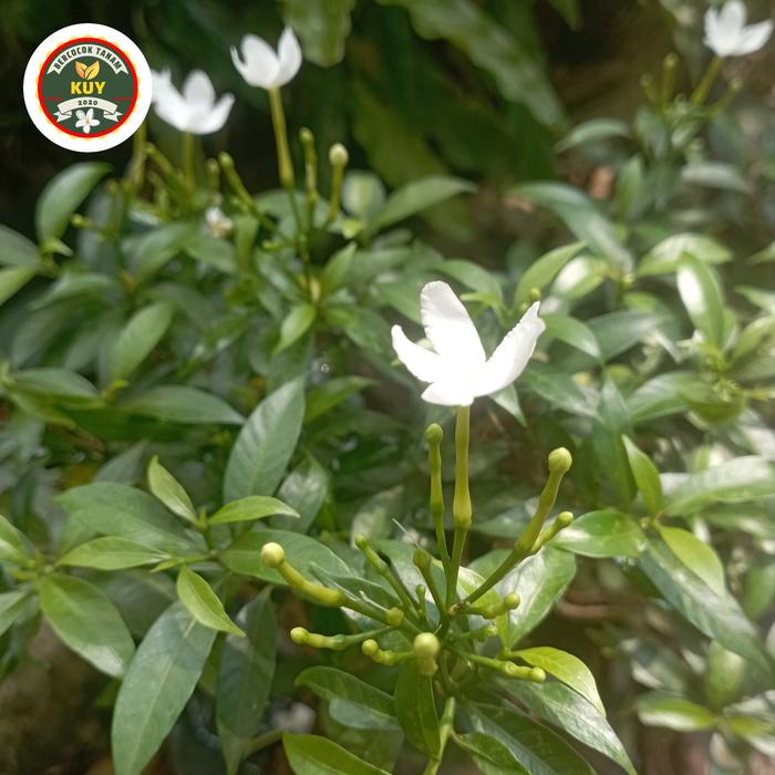 Jual Rombosa Tanaman hias Rombusa Tanaman Rombosa - Kab. Bogor ...