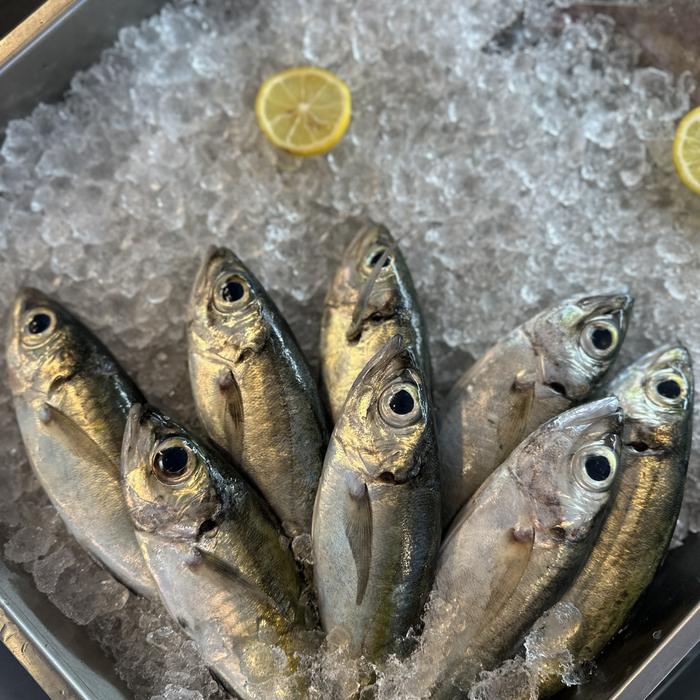 Jual Ikan Kembung Segar / Fresh Mackerel Fish 1KG - Kota Denpasar ...