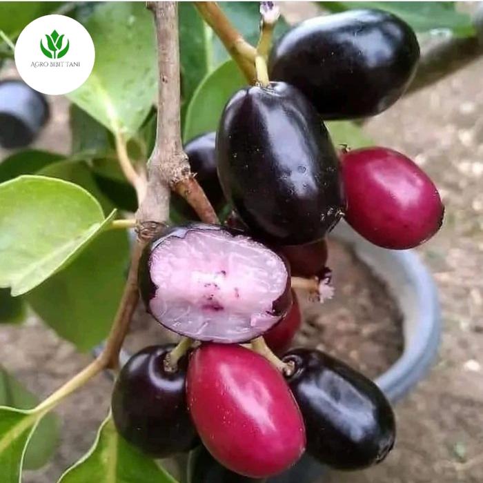 Jual Tanaman Juwet / Jamblang Hitam Biji Kecil Kondisi Siap Tanam - Kab ...