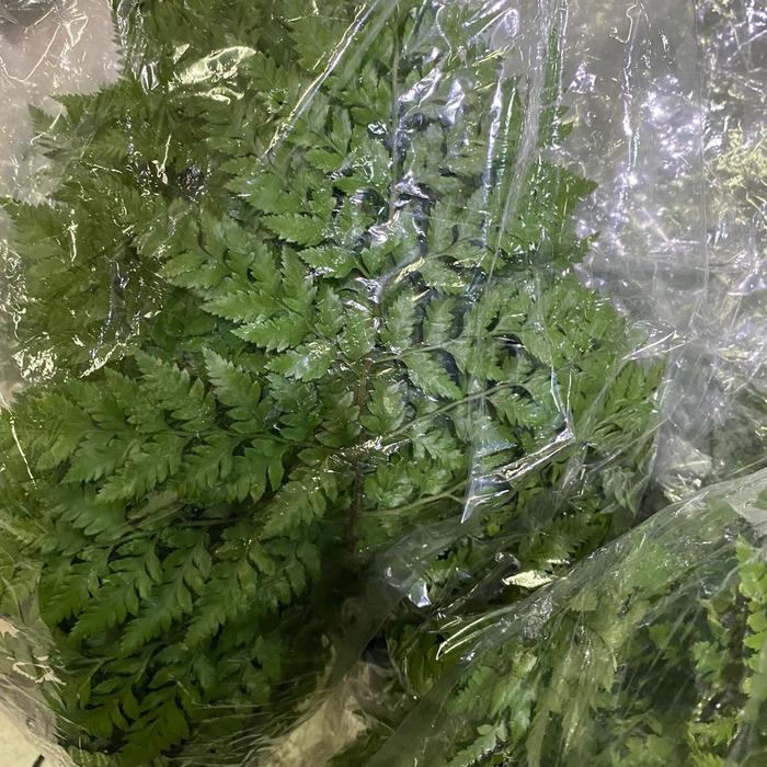 Jual Daun Leather Leaf / Daun pakis fresh - Jakarta Barat - Florist JKT ...