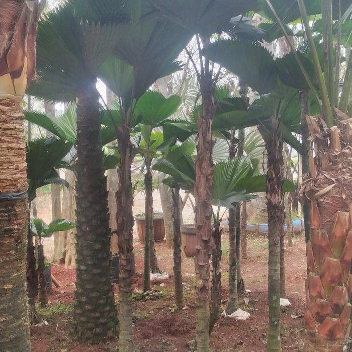 Jual tanaman hias palem kol tinggi 2 meter - Kota Depok - dastin taman ...