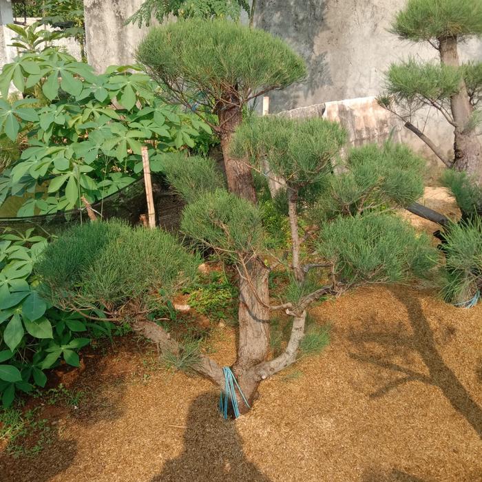 Jual pohon cemara udang bonsai - Kab. Bogor - shena flora | Tokopedia