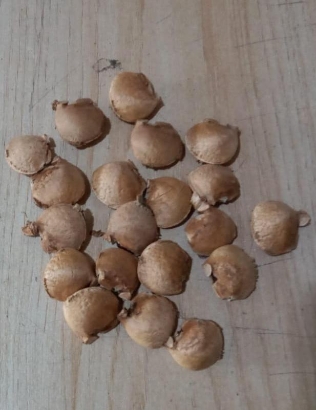Jual Benih Biji Kacang Sacha Inchi Kacang Inca per 1 biji - Kota ...