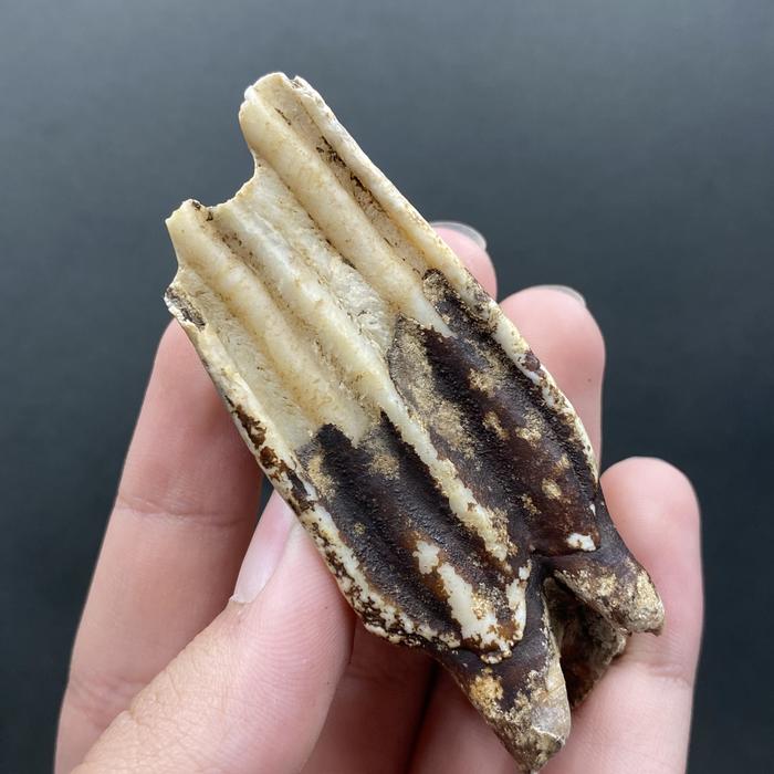 Jual NEW FIND | RARE | Prehistoric Glacial Aged West Javan Bison Molar ...