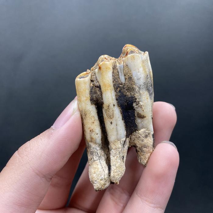 Promo NEW FIND | RARE | Prehistoric Glacial Aged West Javan Bison Molar ...