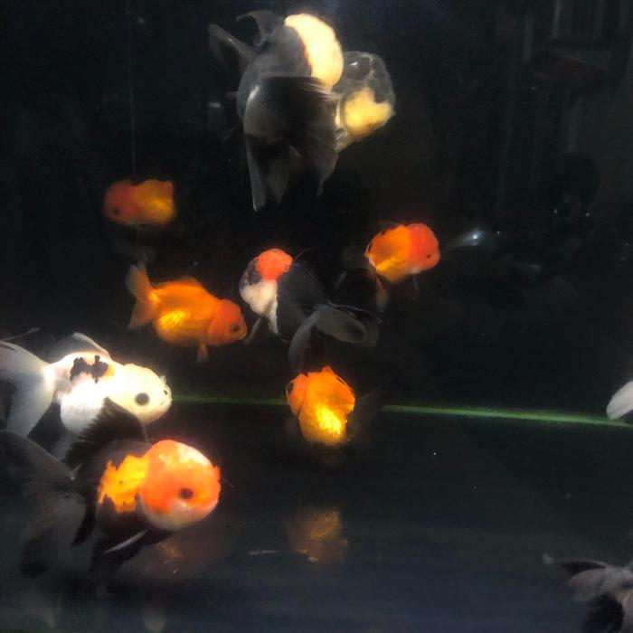 Promo Ikan Mas Koki Oranda Panda 3 Color / Panda 3c Super Quality - L ...