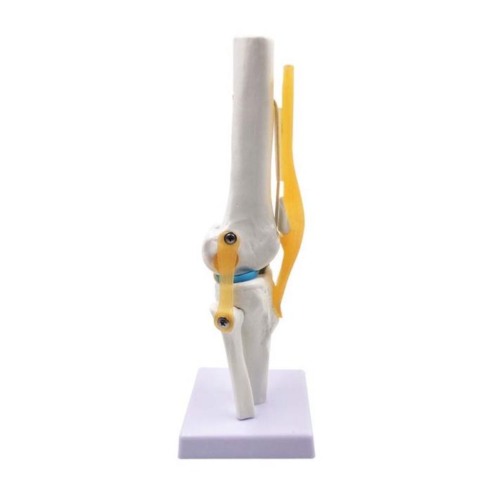 Jual Anatomical Knee Joint Model Model (Anatomi Sendi Lutut Manusia ...