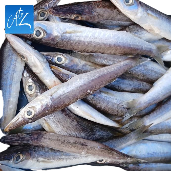Jual Ikan barakuda alo - alo alu - alu segar pilihan fresh barracuda ...