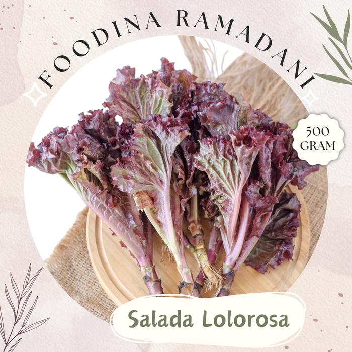 Jual SALADA Keriting Merah - Lolorosa Curly Lettuce Fresh [ Berat 500gr ...