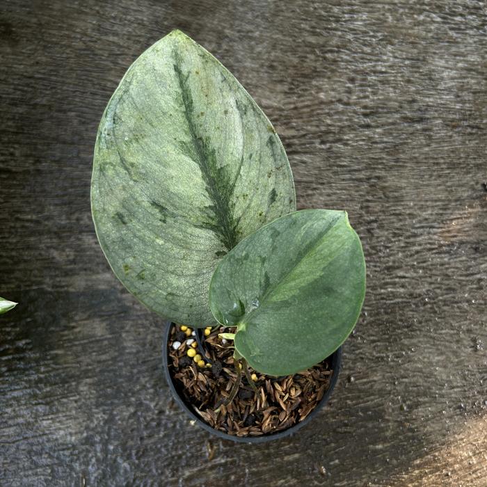 Jual Scindapsus Silver Knight Kunzo Varigata - Kab. Sleman ...