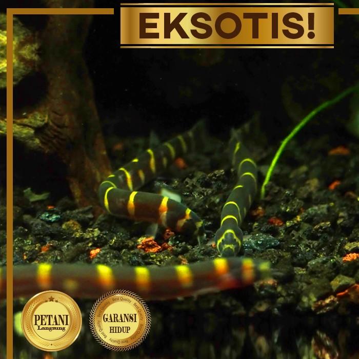 Jual Paket Koloni (isi 10) Kuhli Loach Ikan Hias Air Tawar Hiasan ...