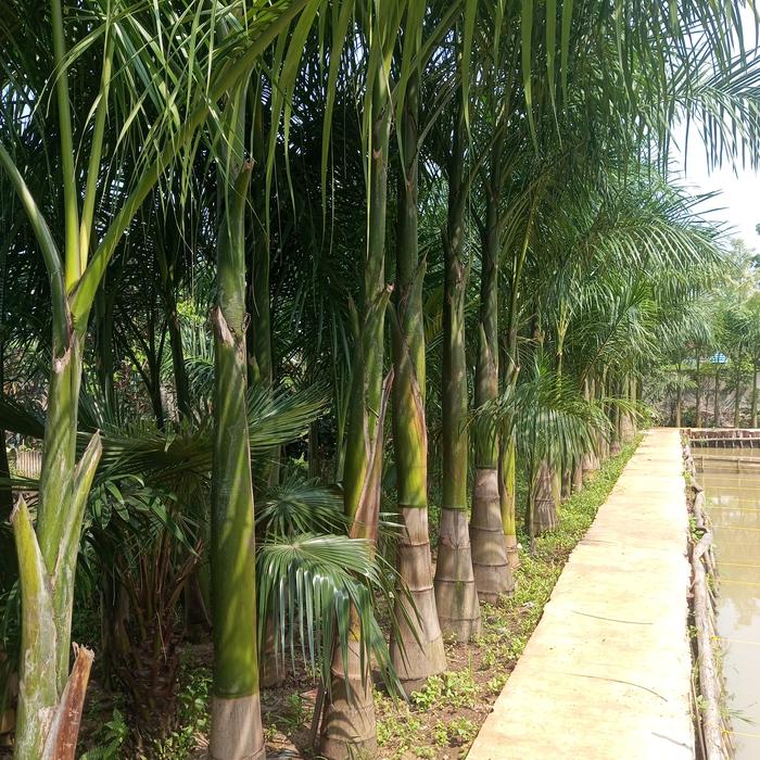 Jual Pohon Palem Raja // Jual Tanaman Pelindung & Tanaman Hias - Kota ...