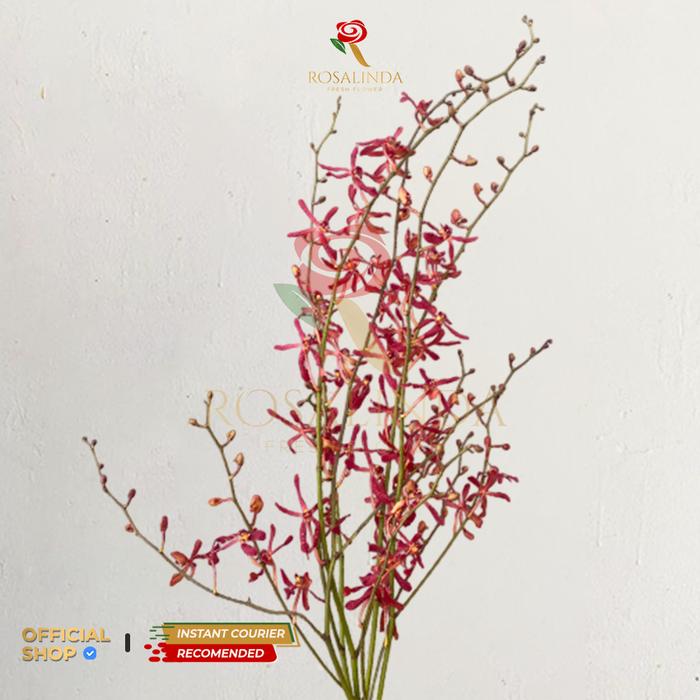 Jual Bunga Anggrek James Story Merah / Bunga Potong Segar / Bunga Fresh ...