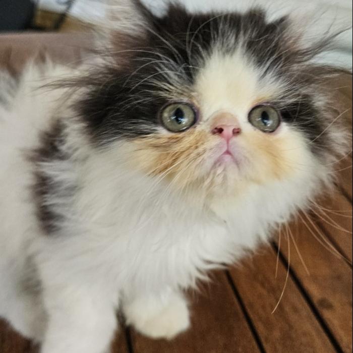 Jual Anak kucing persia pesek kitten jantan bicolor - Kab. Tangerang ...